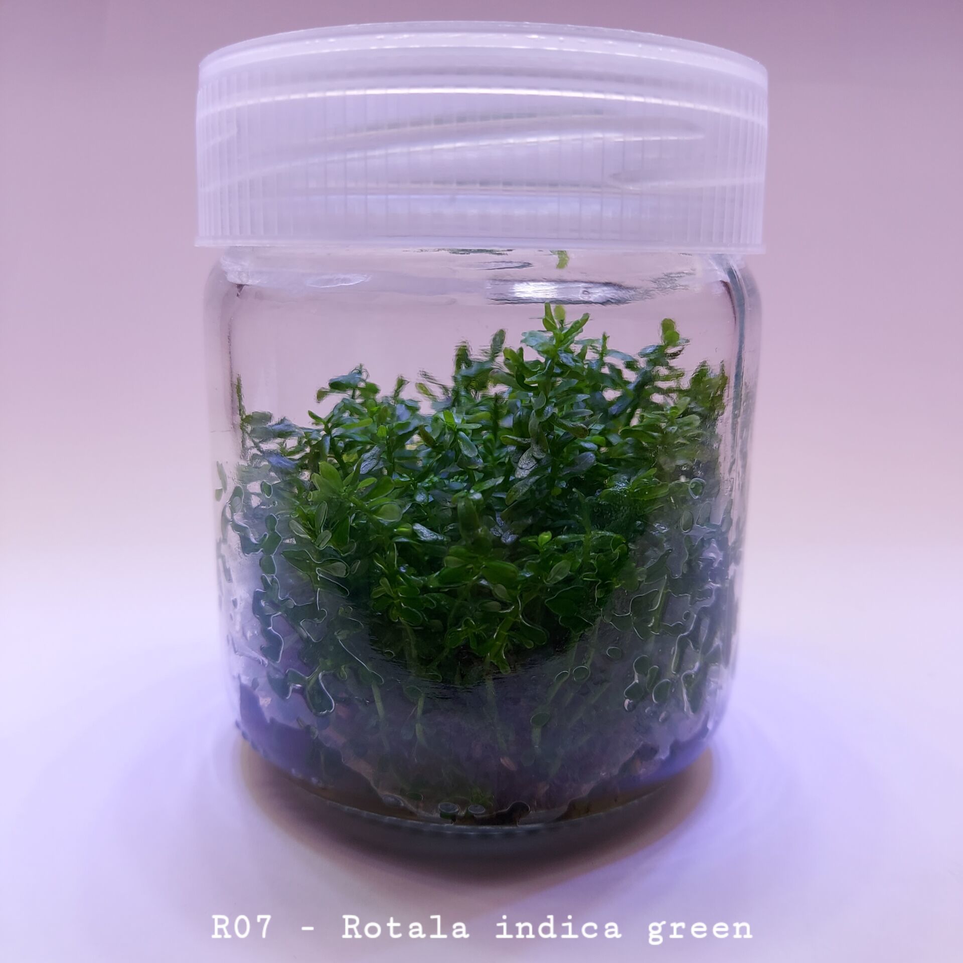 Akvared - Rotala indica green IN VITRO CUP