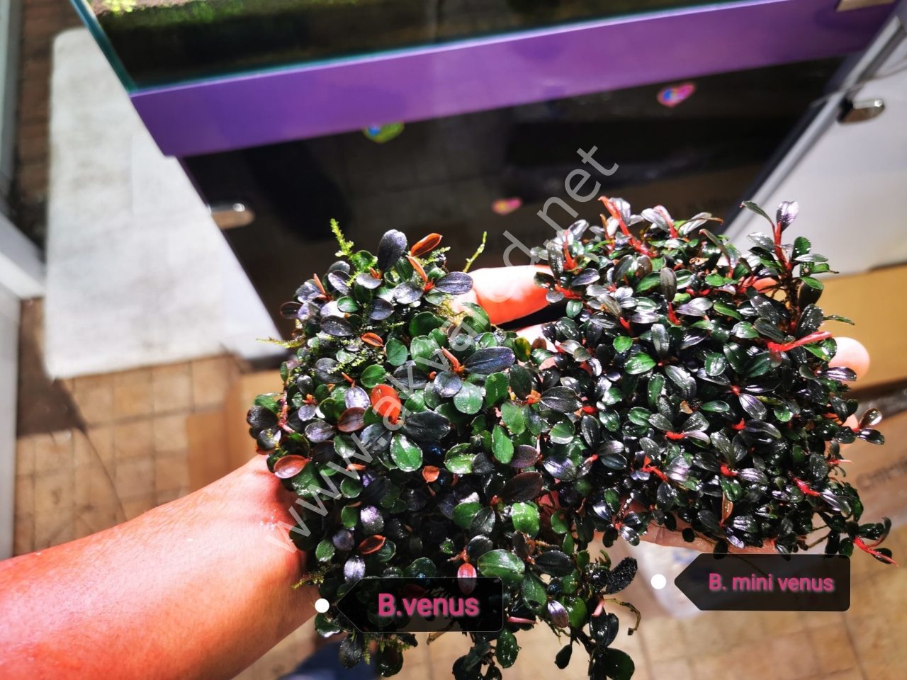 Akvared - Bucephalandra mini venus ADET İTHAL