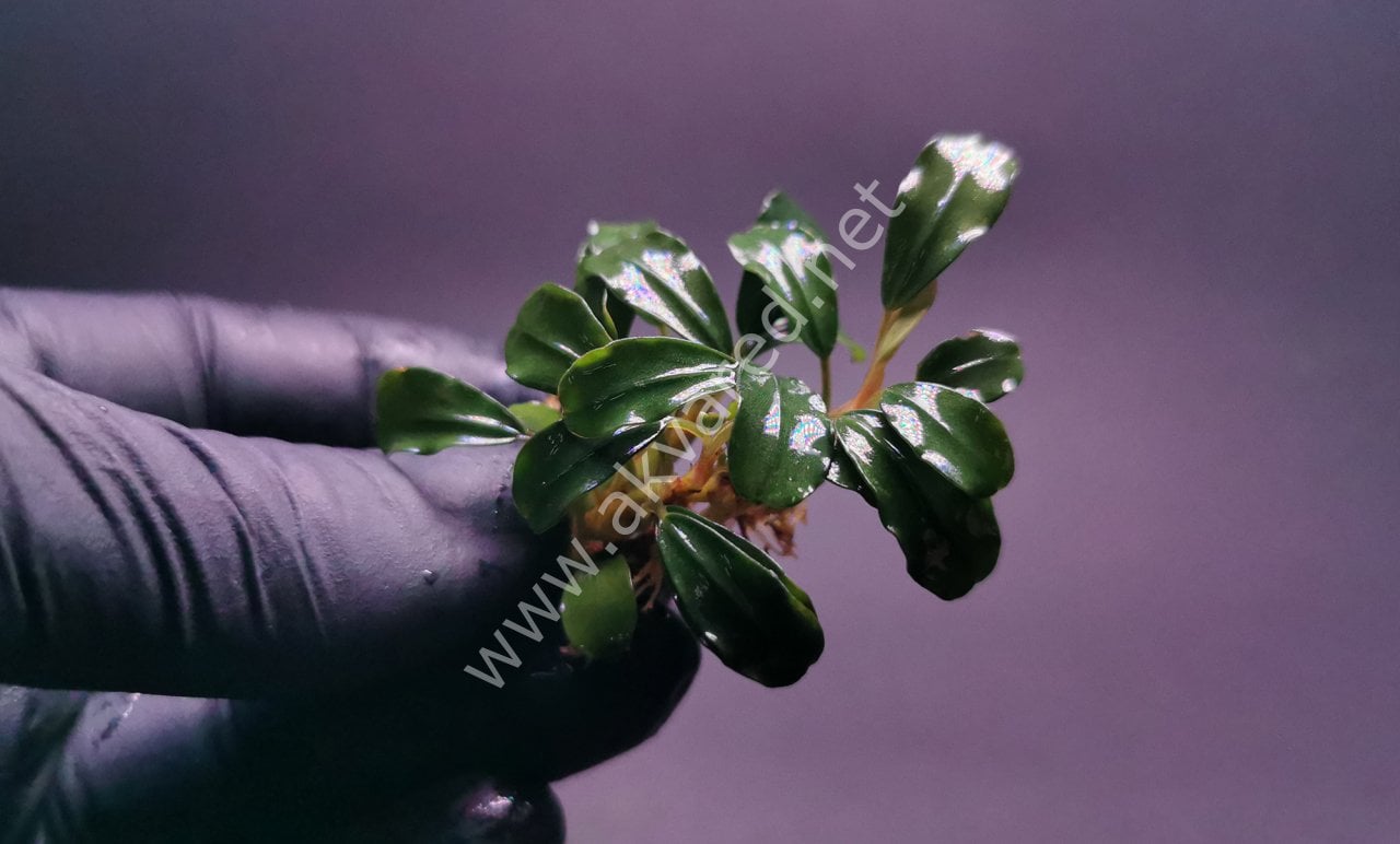 Akvared - Bucephalandra mini venus ADET İTHAL