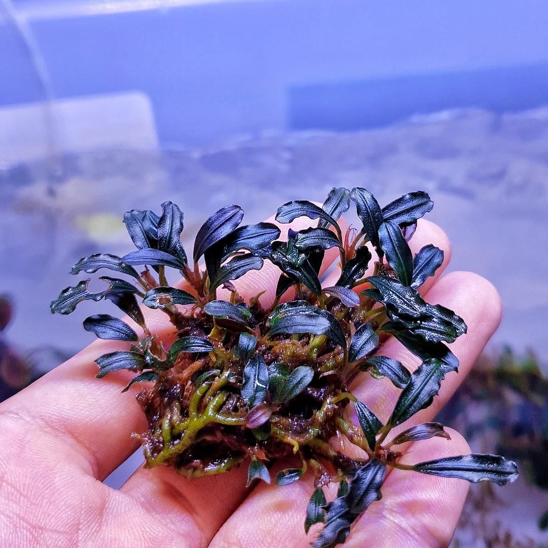 Akvared - Bucephalandra brownie firebird