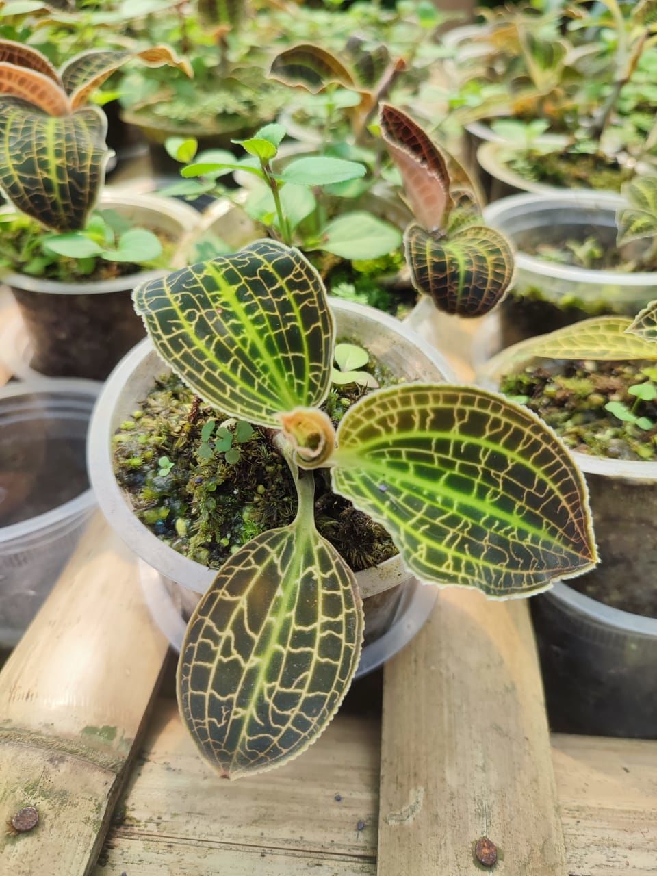 Jewel Orchid (Macodes petola sp. java)