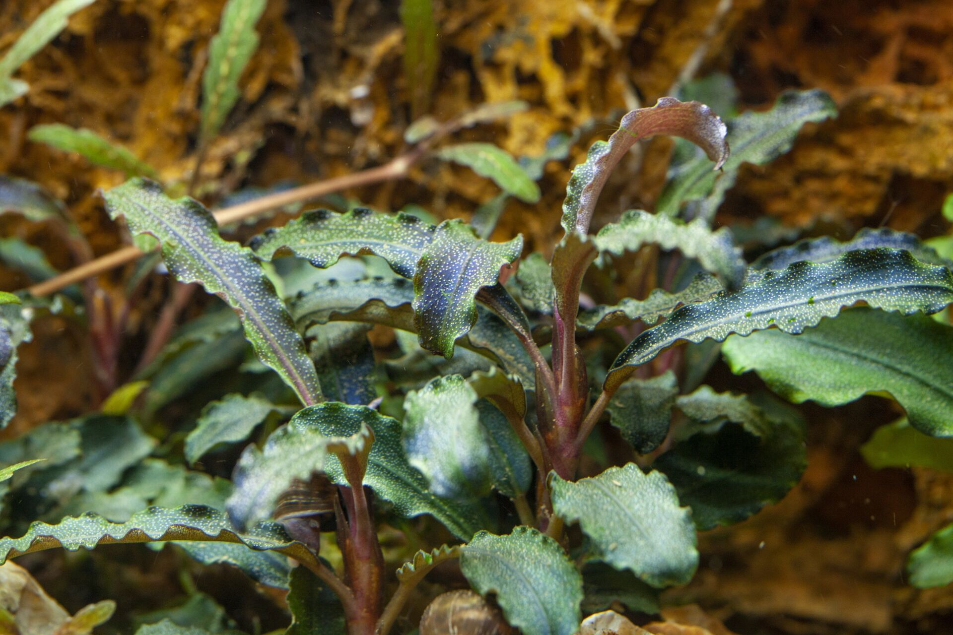 Tropica - Bucephalandra 'Kedagang' SAKSI