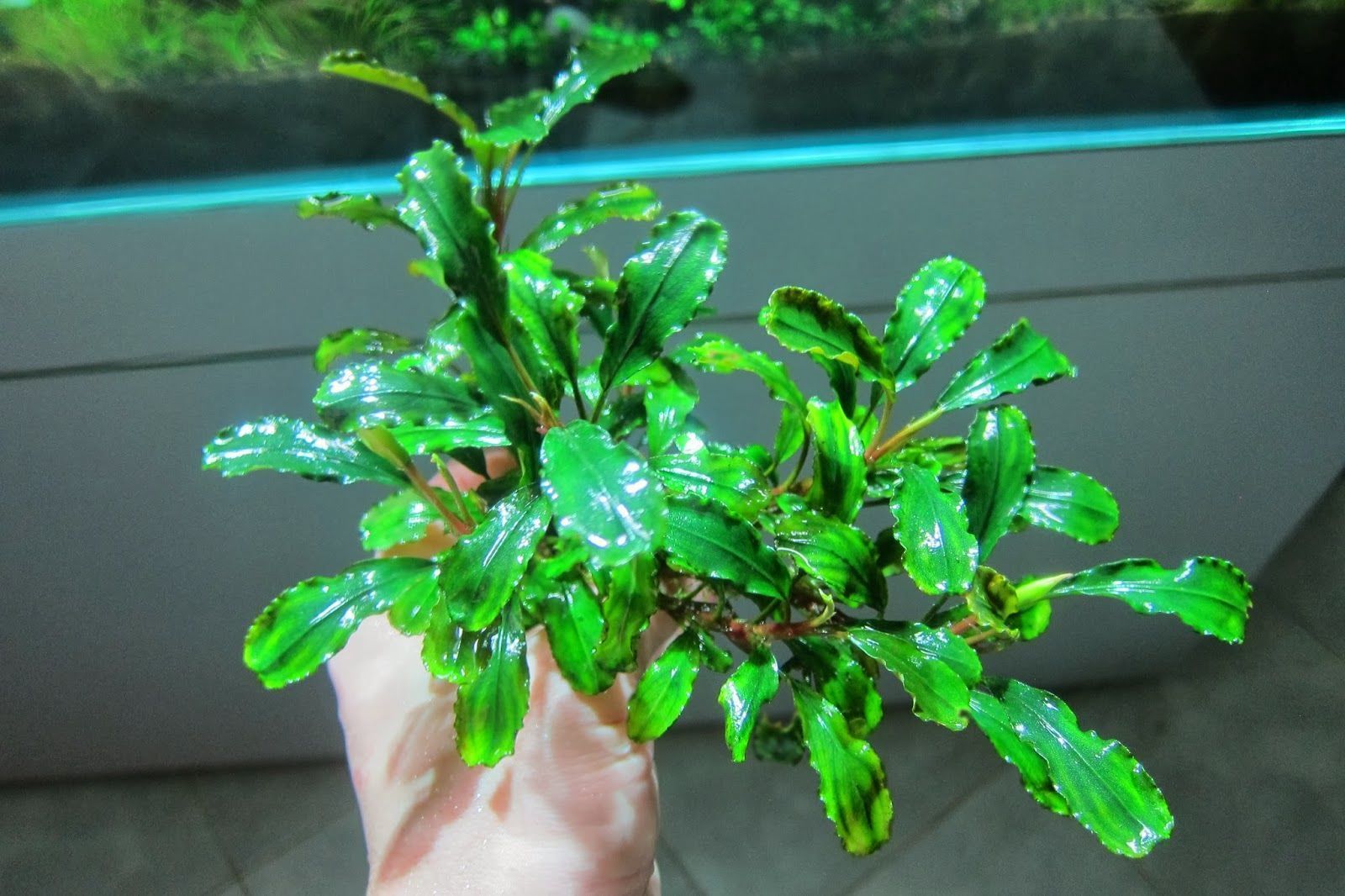Akvared - Bucephalandra green wavy EXVITRO ADET