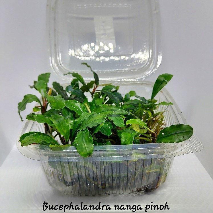 Akvared - Bucephalandra nanga pinoh İTHAL 10X10CM PORSİYON