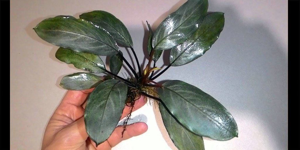 AkvaRED - Bucephalandra silver gray İTHAL ADET