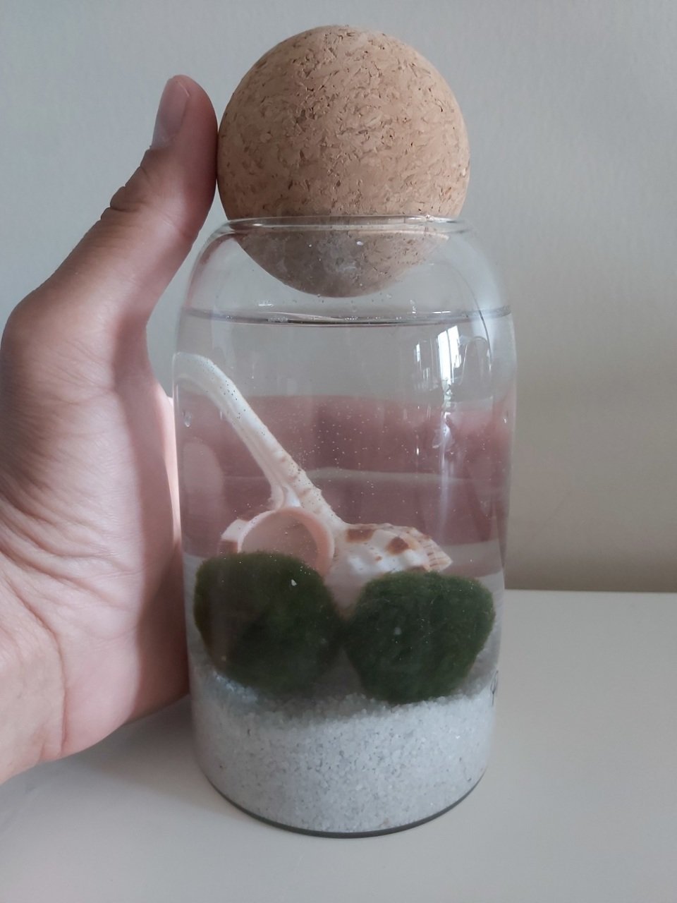 Akvared - Göcek Marimo Moss Ball