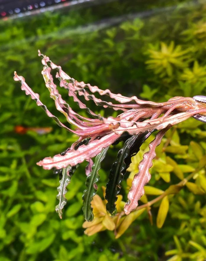 Akvared - Bucephalandra red velvet ADET