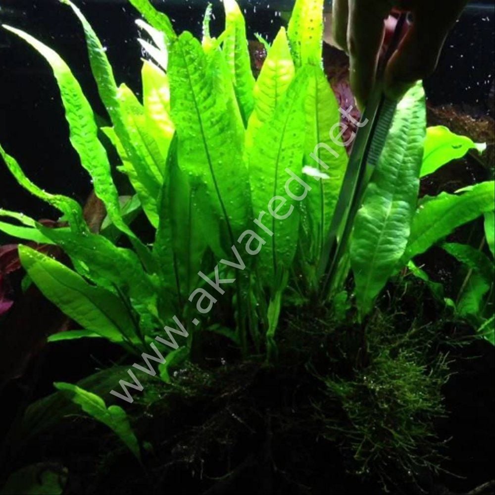 AkvaRED - Microsorum pteropus (Java Fern) ADET İTHAL APC