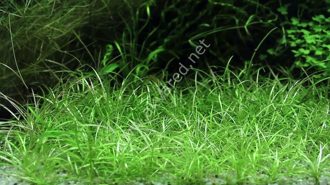 Akvared -Echinodorus tenellus ADET EXVITRO