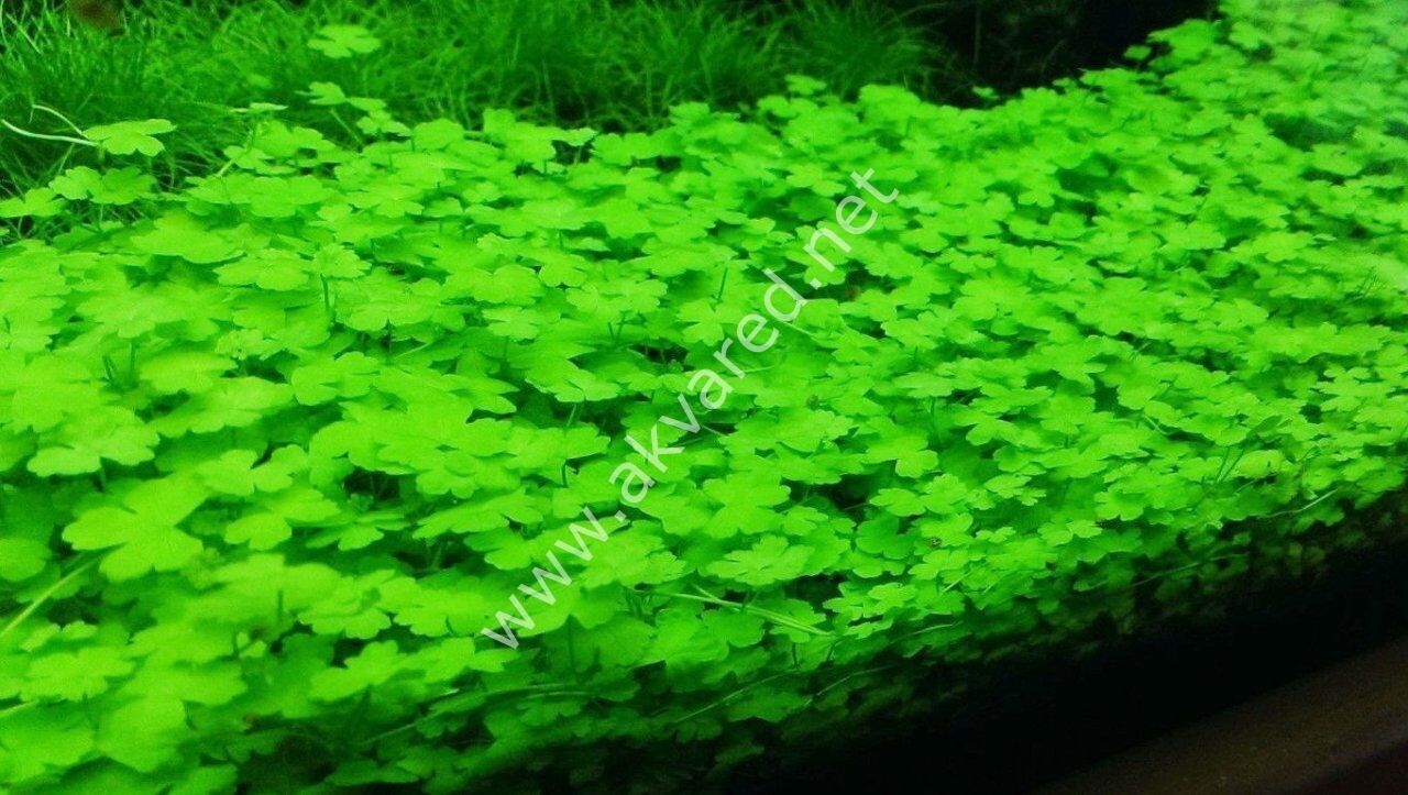 AkvaRED - Hydrocotyle tripartita / sp. Japan