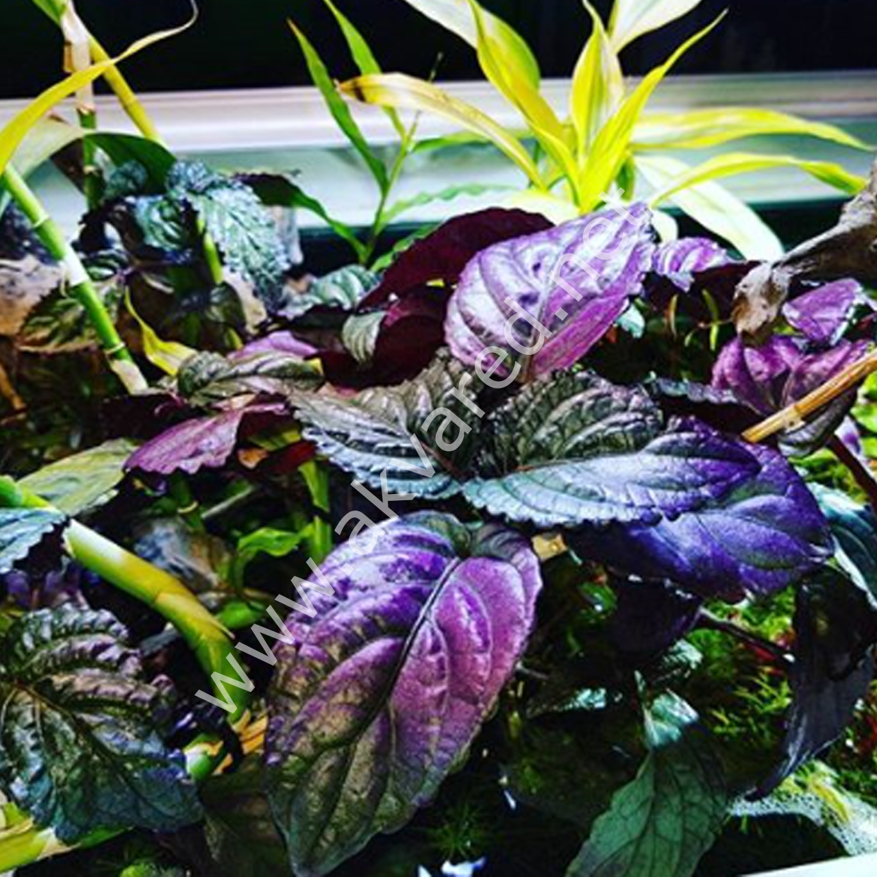 Akvared - Hemigraphis colorata ADET İTHAL