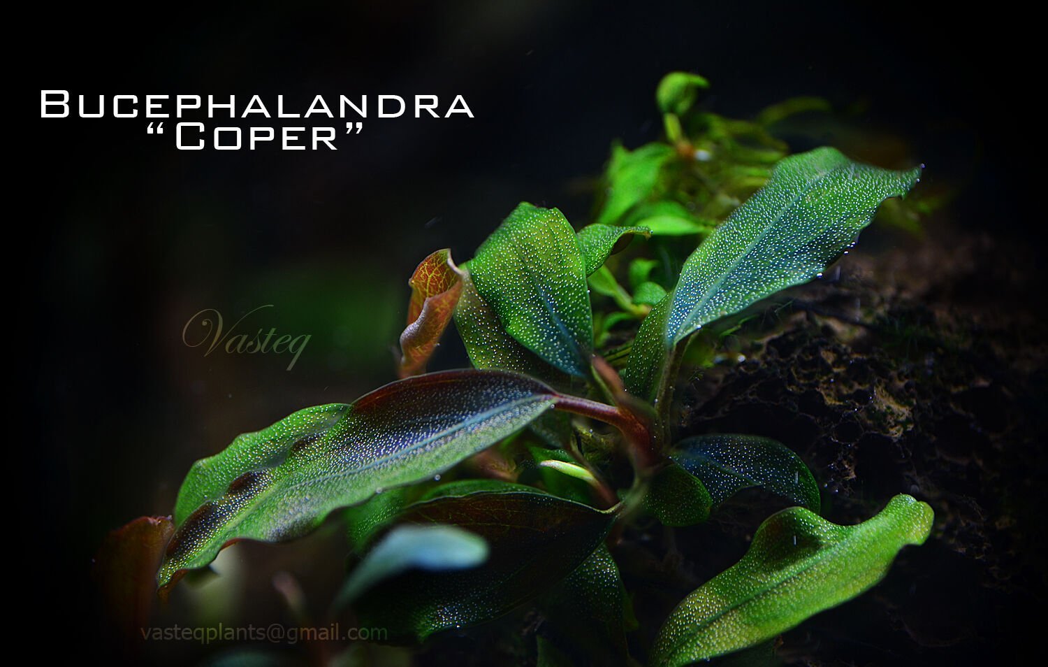 Akvared - Bucephalandra dark cooper PORSİYON 10x10 cm