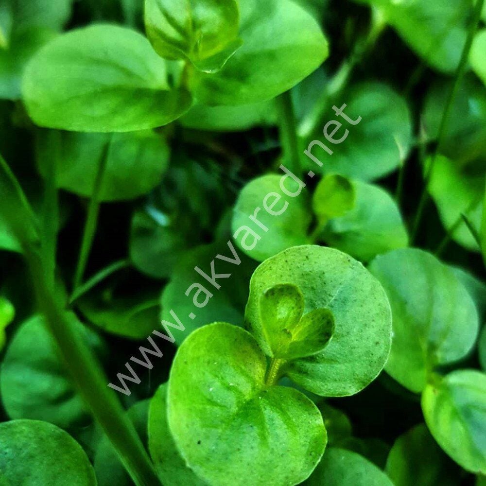 Akvared - Lysimachia nummularia green EX VITRO ADET