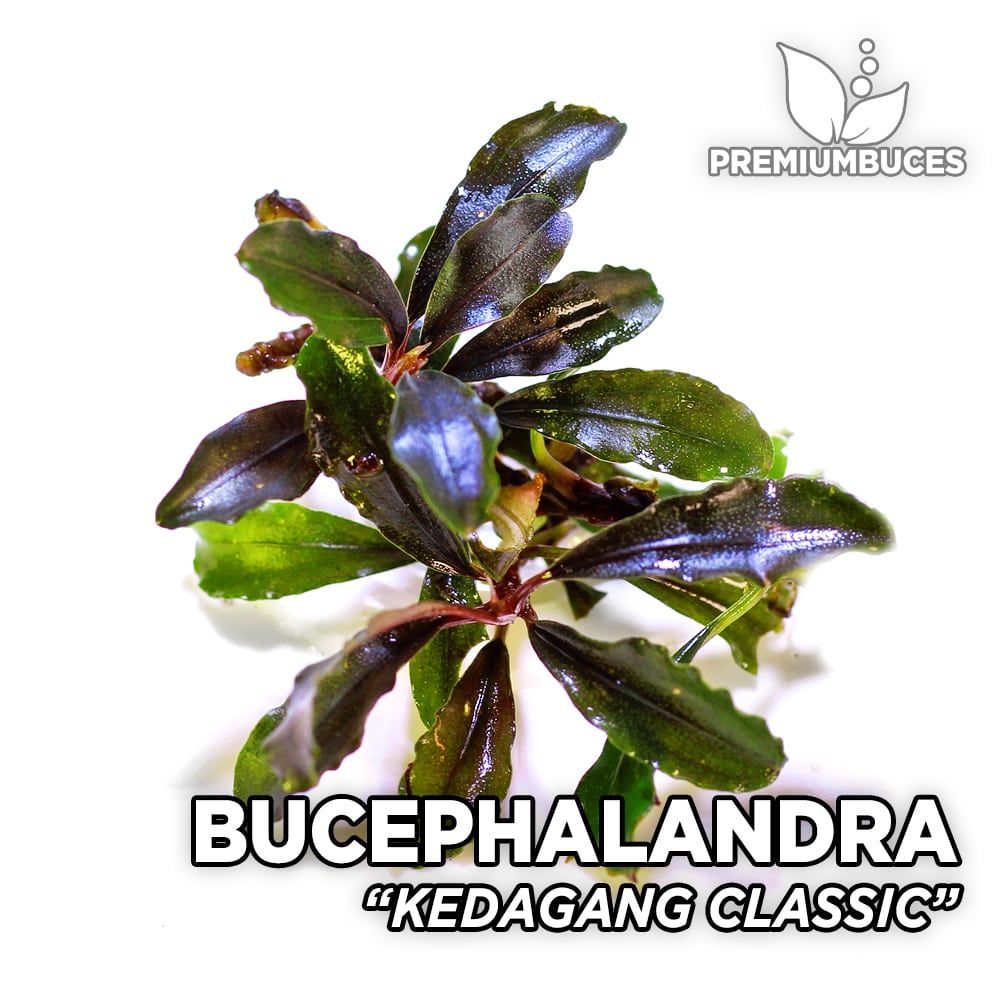Akvared - Bucephalandra kedagang ADET İTHAL