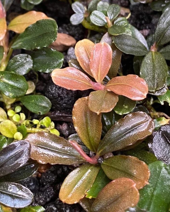 AkvaRED - Bucephalandra melon