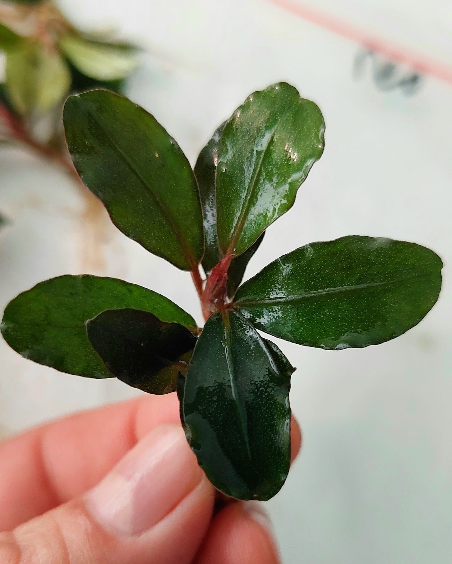 Akvared - Bucephalandra brownie neo