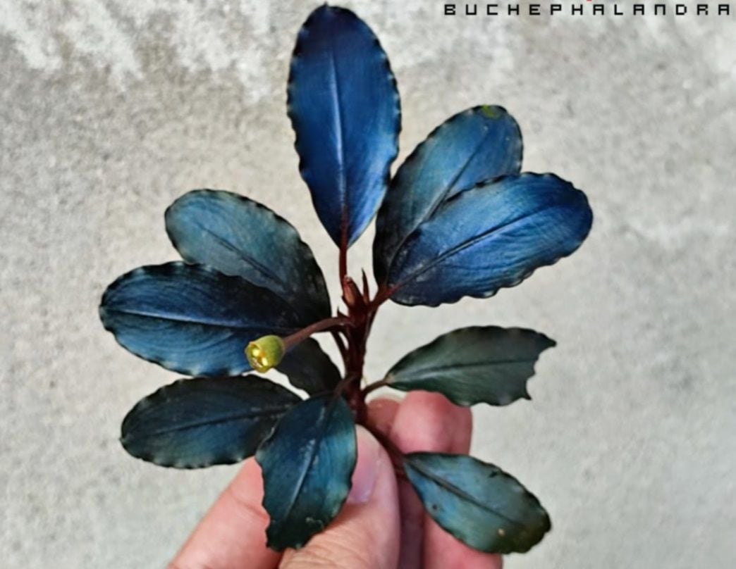 AkvaRED - Bucephalandra hellfire