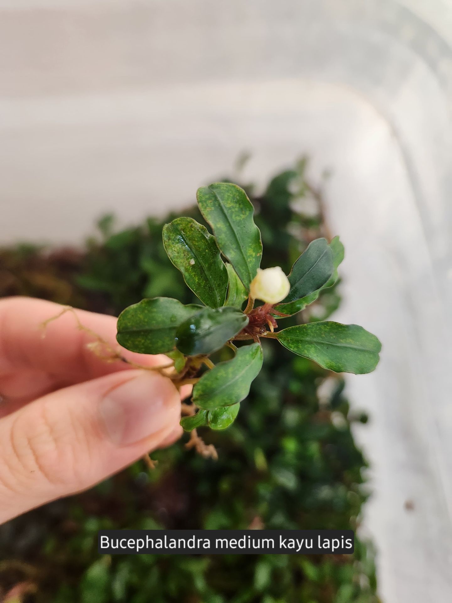 Akvared - Bucephalandra kayu lapis