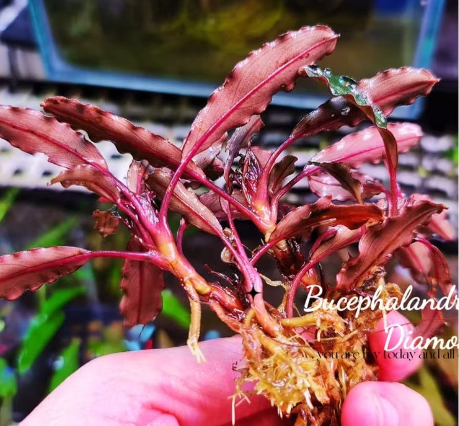 AkvaRED - Bucephalandra purple diamond